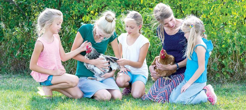 Committee says yes to chickens | News, Sports, Jobs - Minot Daily News